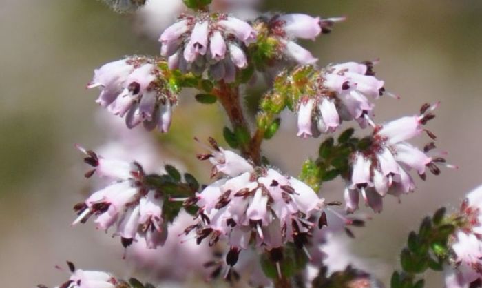 Erica ericoides | PlantZAfrica